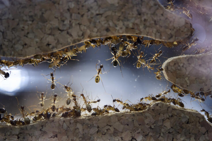 Researchers develop robotic ants with swarm intelligence | Naratek
