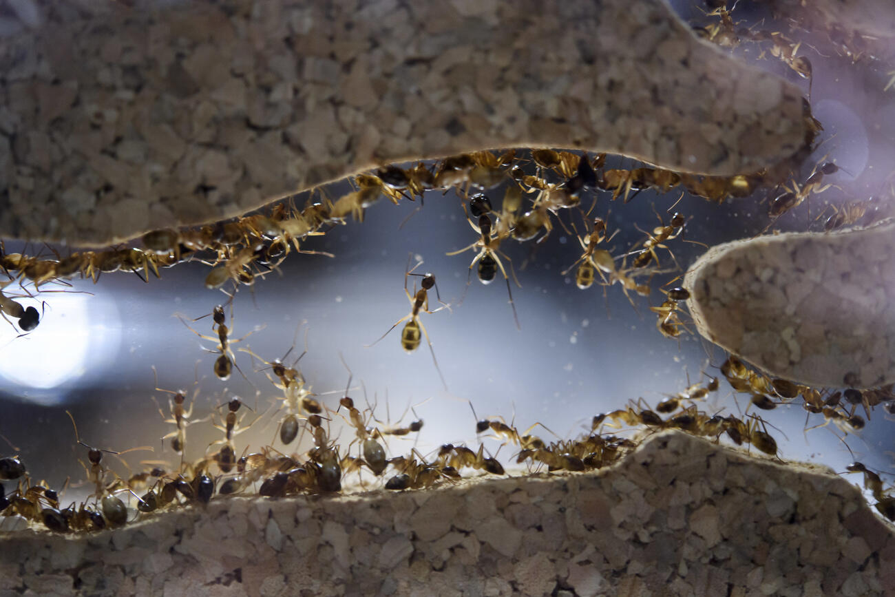 Researchers develop robotic ants with swarm intelligence | Naratek